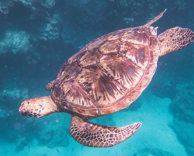 KiteSUP Adventure Snorkel Tour: Advanced Snorkeling Experience in ...