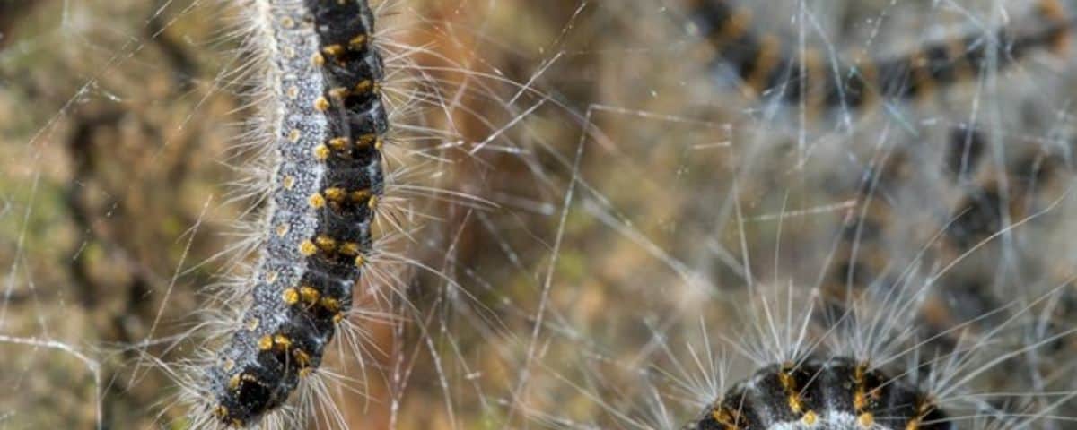 Herkennen van uitslag door de eikenprocessierups | Bureau voor Dierplagen