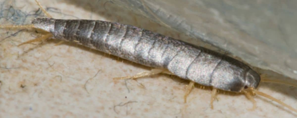 Wat zijn zilvervisjes? | Bureau voor Dierplagen