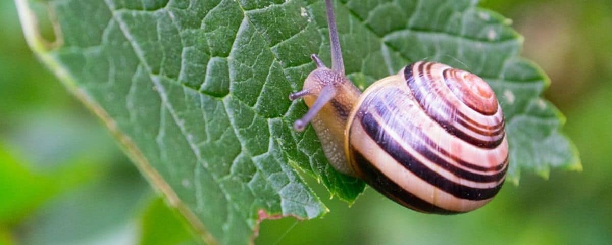 Tips tegen slakken | Bureau voor Dierplagen