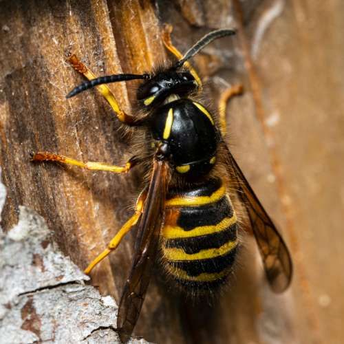 Kennisbank | Duitse wesp | Bureau voor Dierplagen