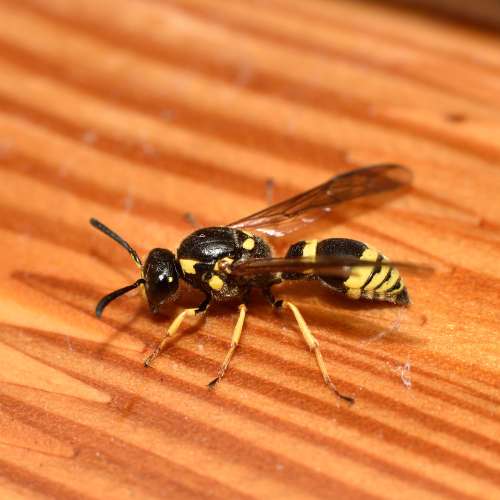 Franse veldwesp | Bureau voor Dierplagen