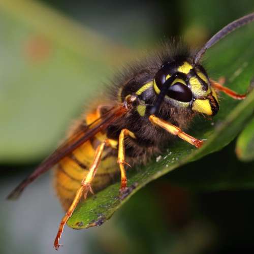 Kennisbank | De gewone wesp | Bureau voor Dierplagen
