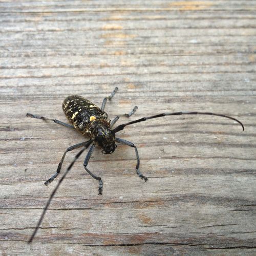 Kennisbank | Boktor | Bureau voor Dierplagen