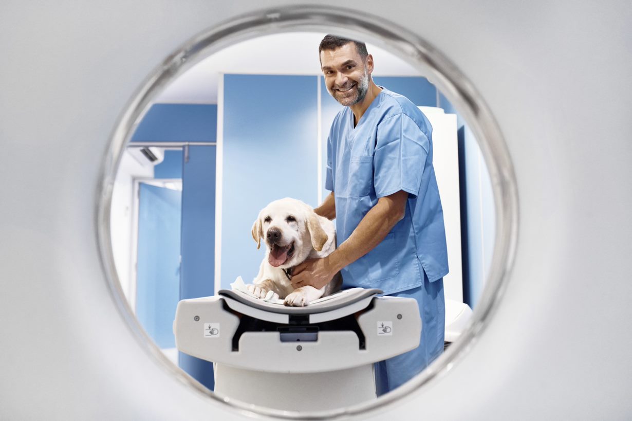 Teaching vets to connect: Three networking success strategies for internationally-trained ...