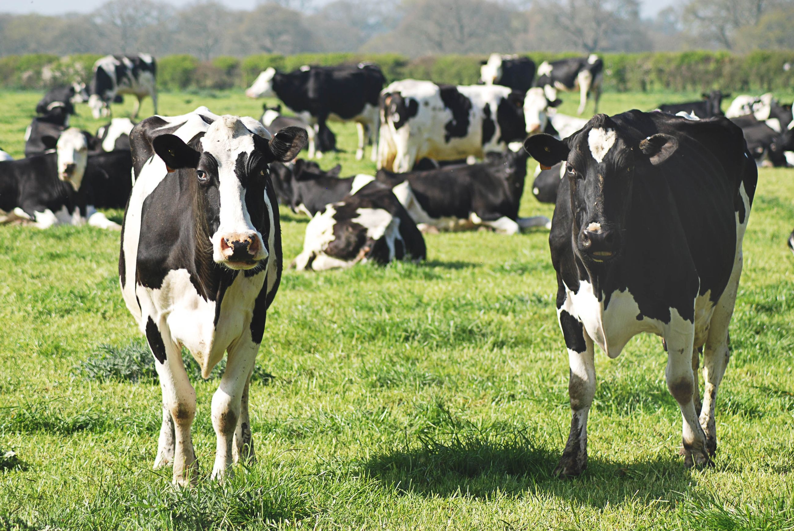 Pasture Biosciences | Vaccinating Cows to Stop Climate Change