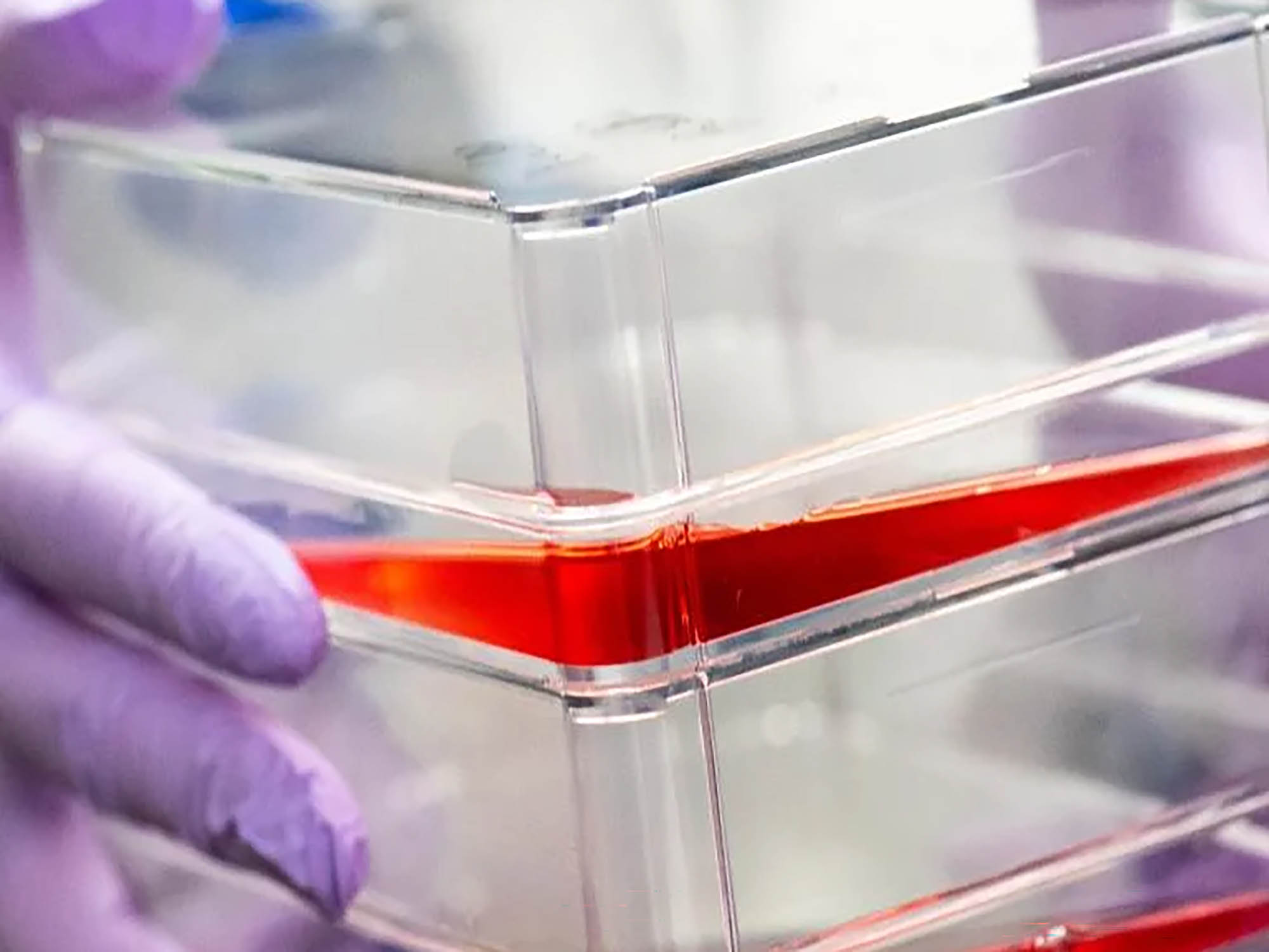 Cultivated meat production costs could fall significantly with new ...