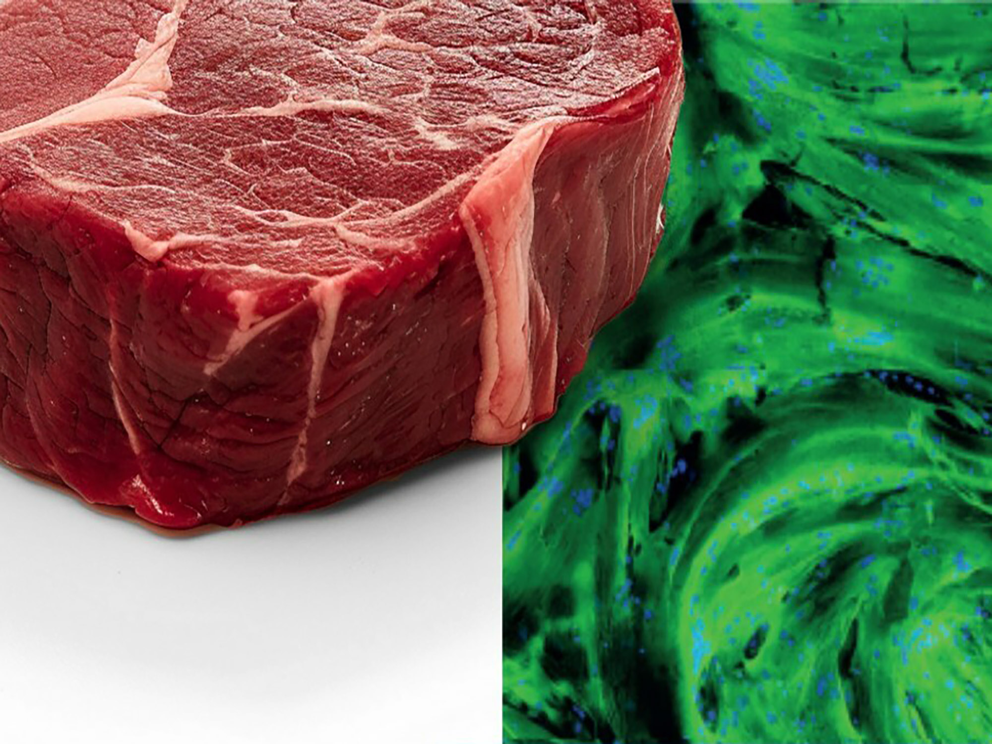 ProFuse Technology unveils cell line for cultivated meat: PROFUSE-B8 | PPTI
