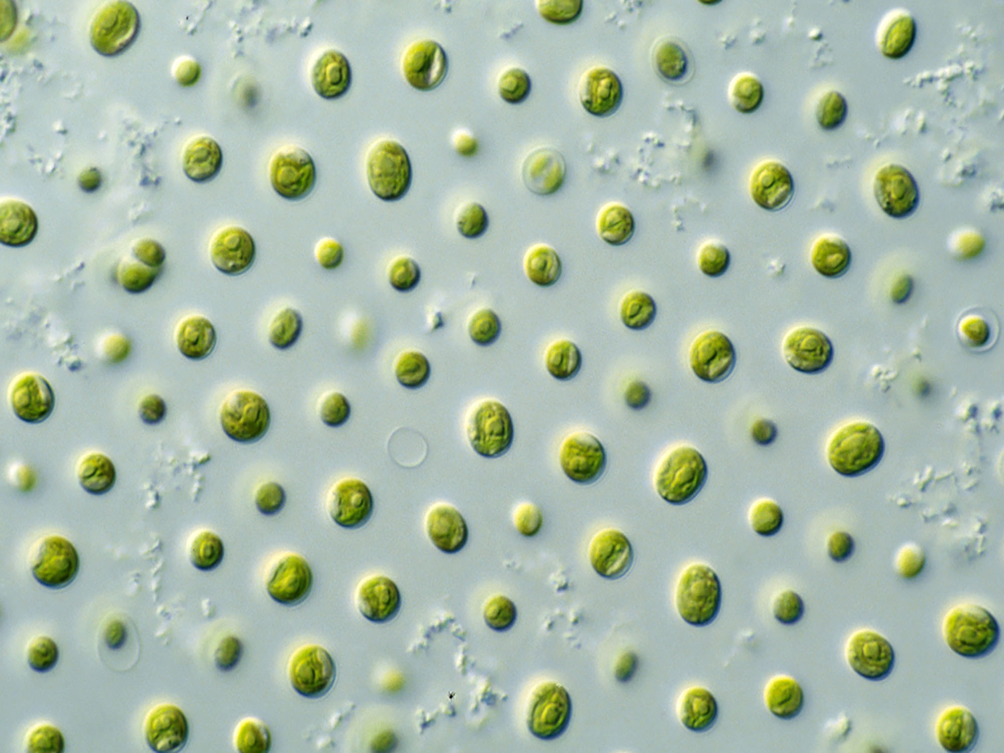 New project to develop sustainable algal protein with enhanced flavor ...