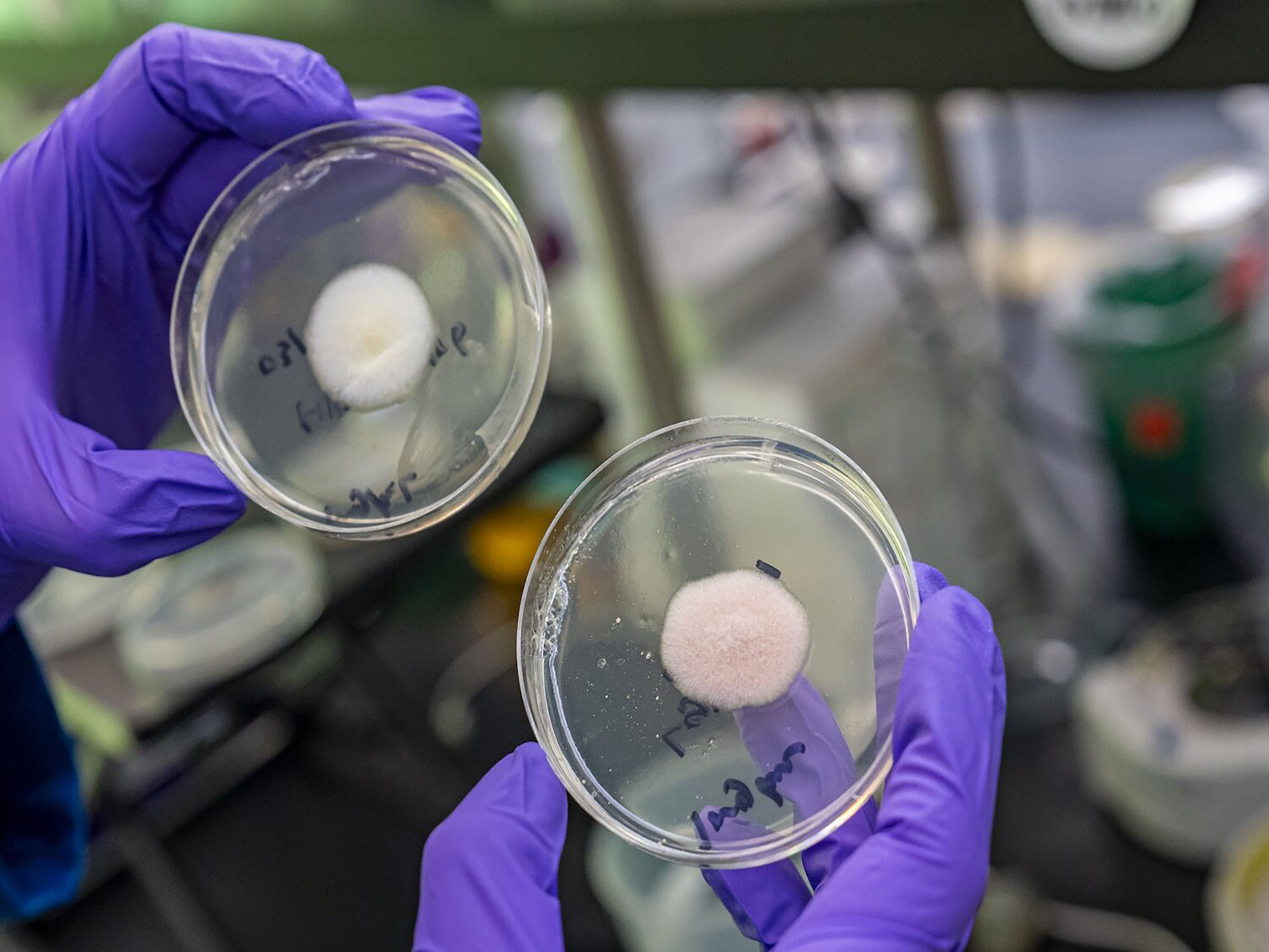 Berkeley Lab researchers hack the genome of fungi for smart foods of ...