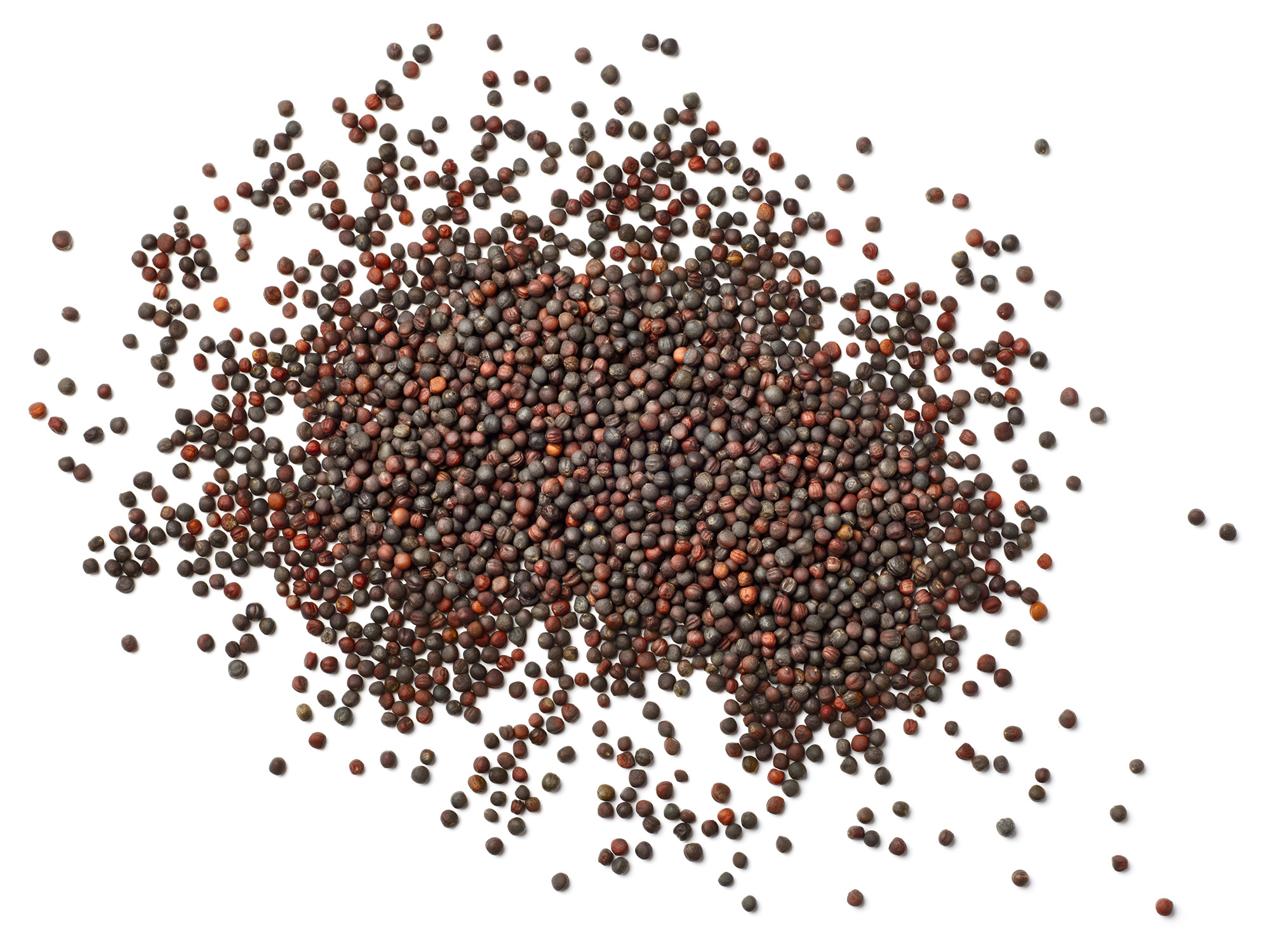 New investment to support the commercialization of high-protein canola ...