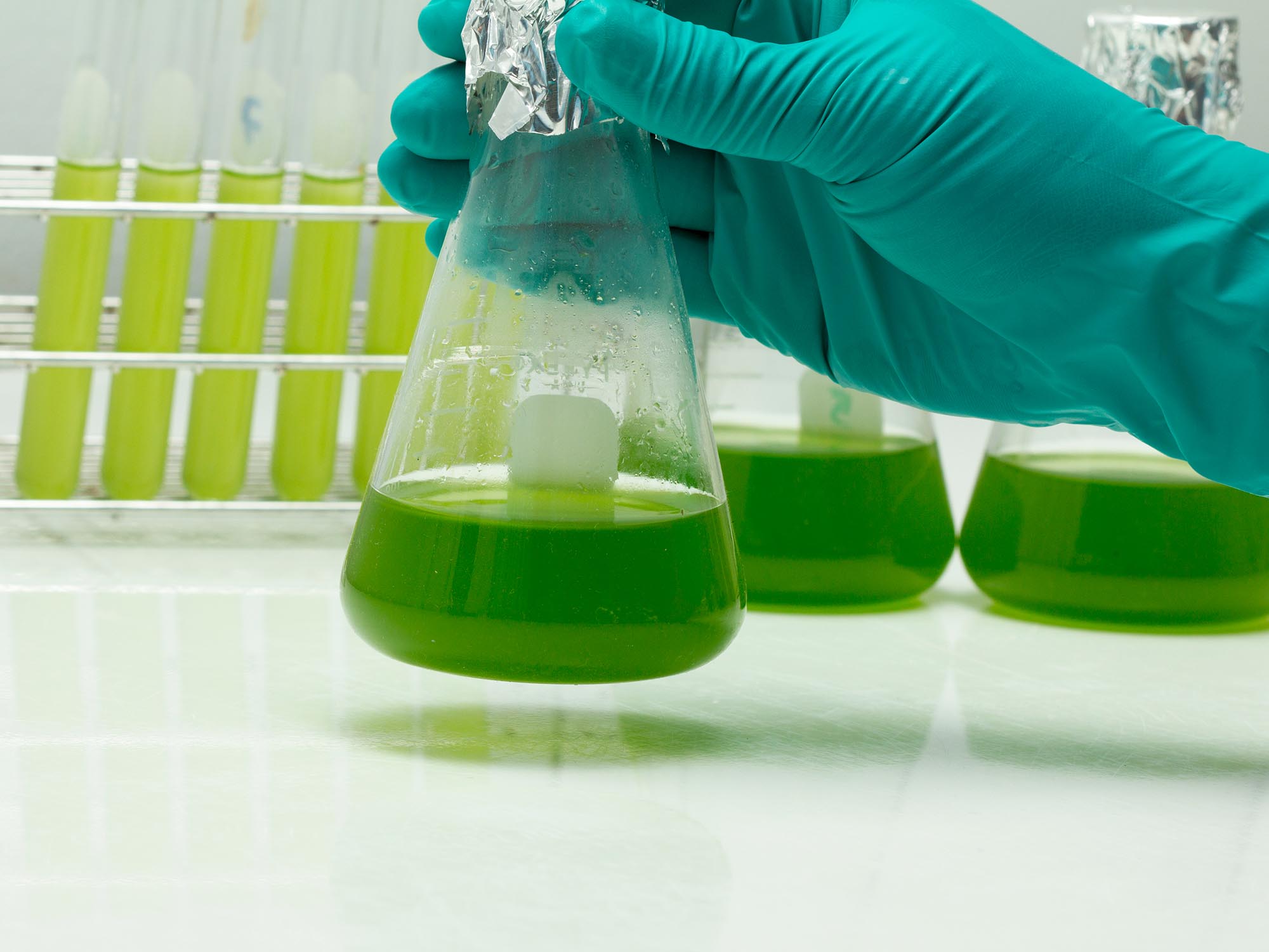 Poseidona unveils game-changing algal protein and raises +€1 million in ...