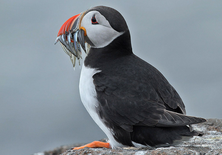 Surveying Commercially Valuable Fisheries in the North Sea – Saildrone