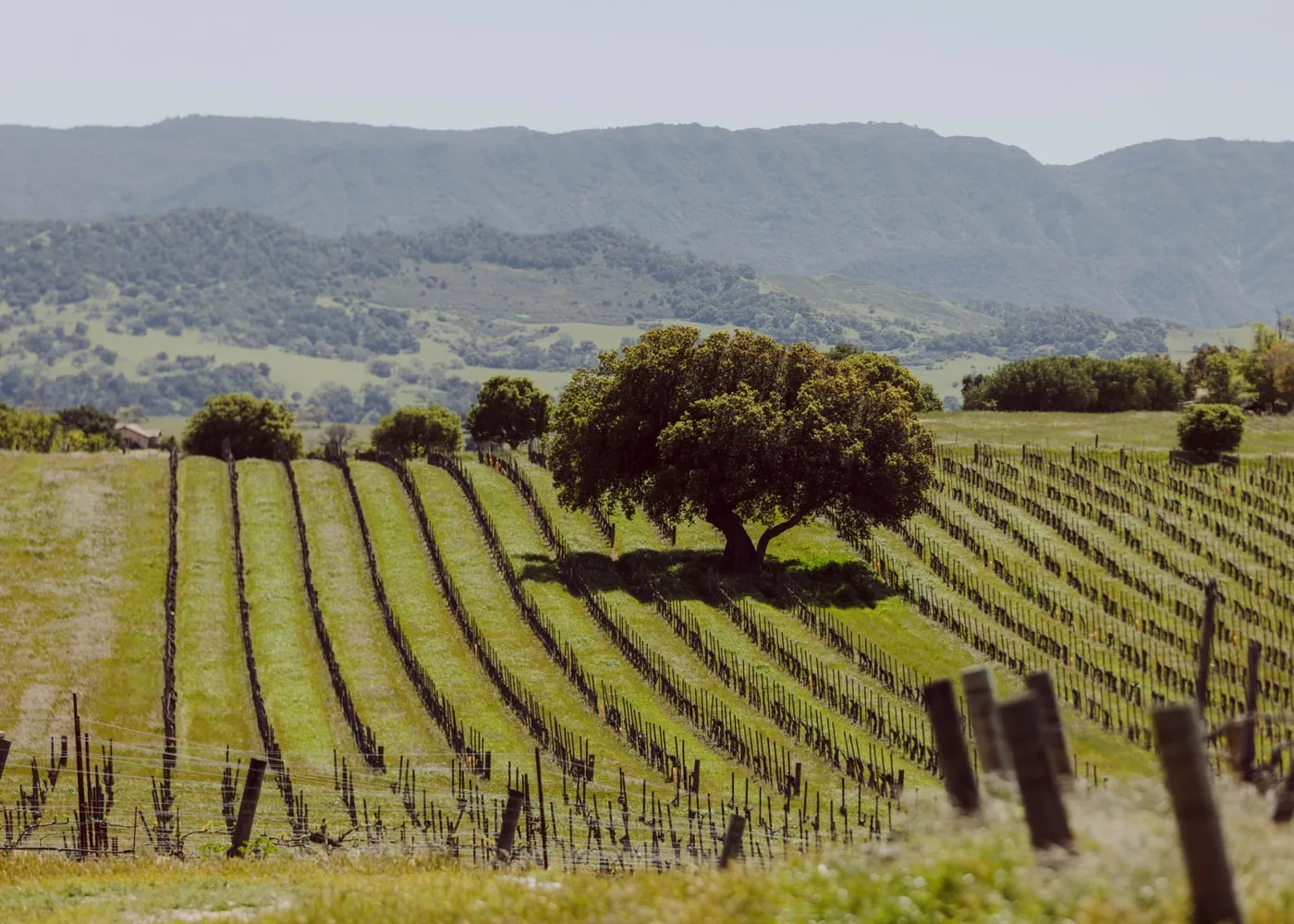 Buttonwood Farm & Vineyard | Santa Ynez Valley