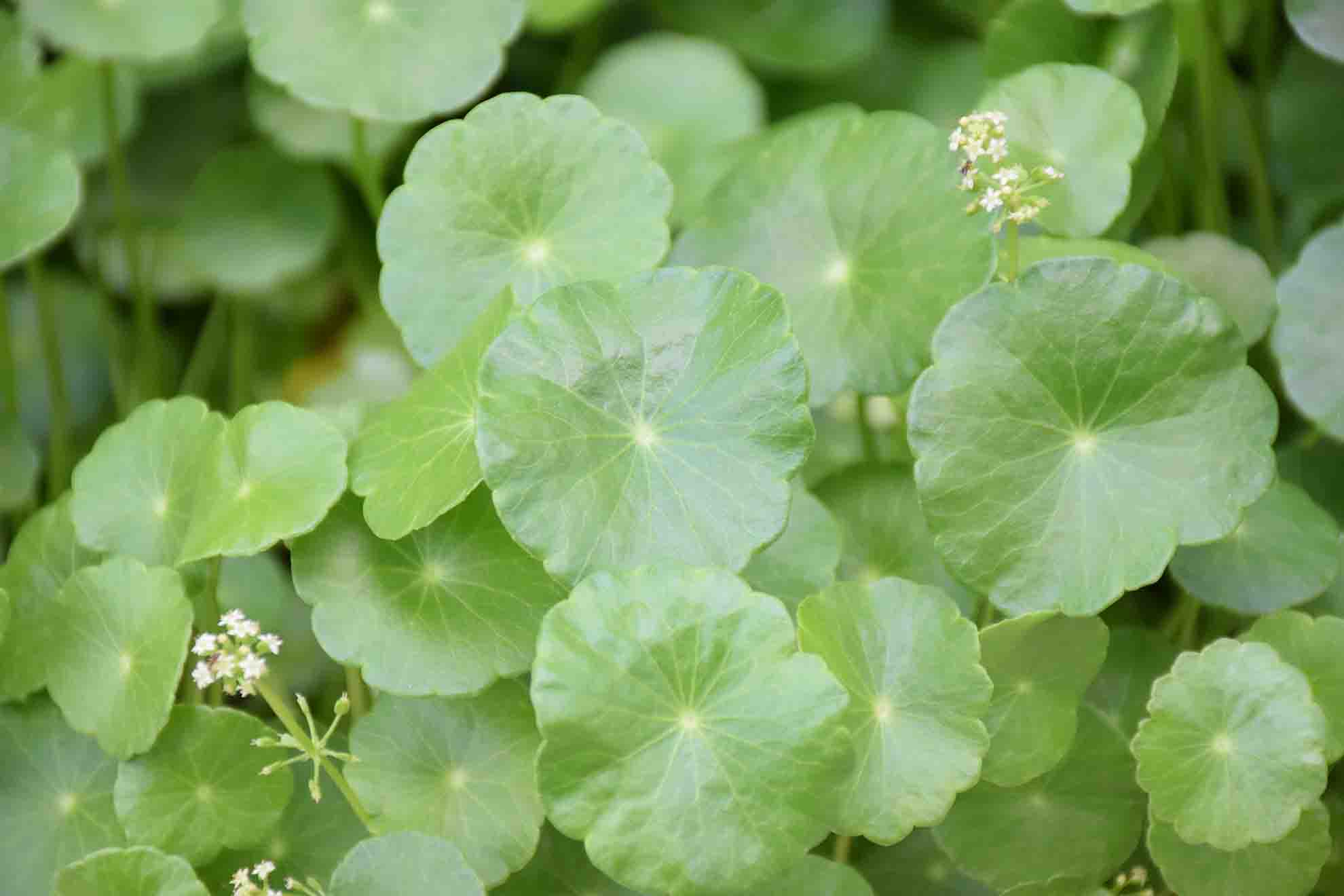 Most Common Broadleaf Weeds in Louisiana