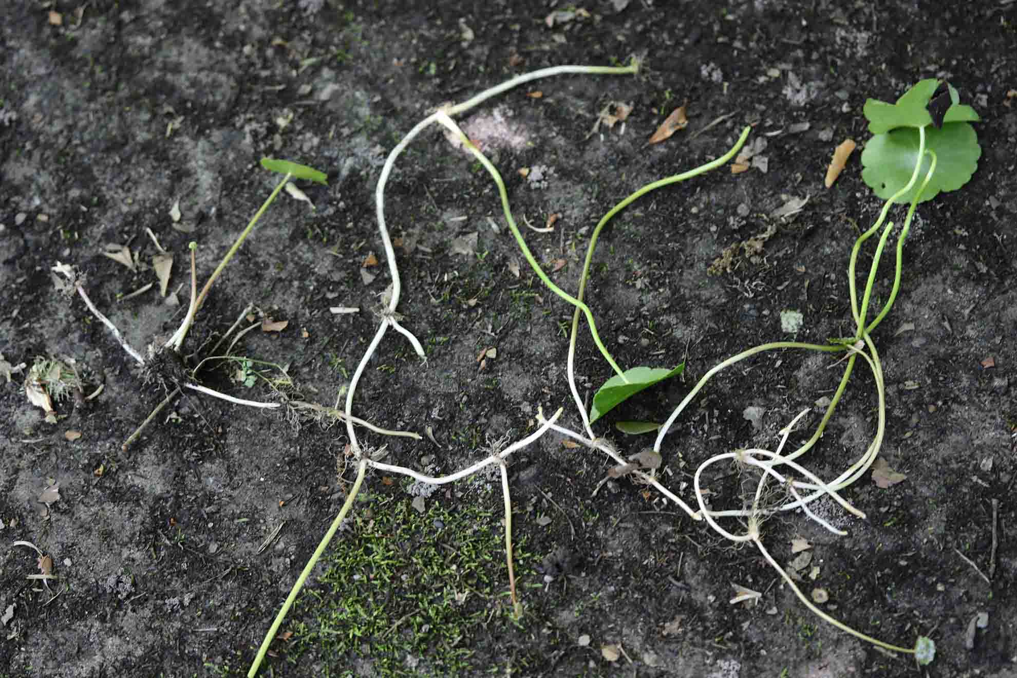 A Homeowner's Guide To Lawn Weeds In Louisiana