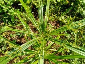 What Is Nutsedge?