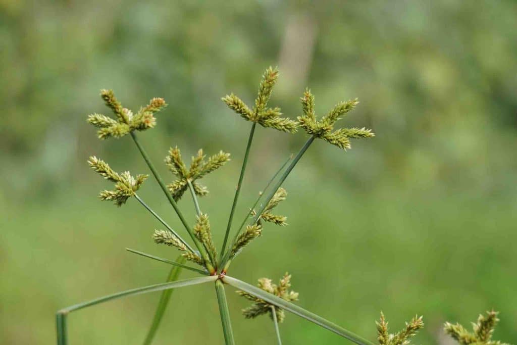 What Is Nutsedge?