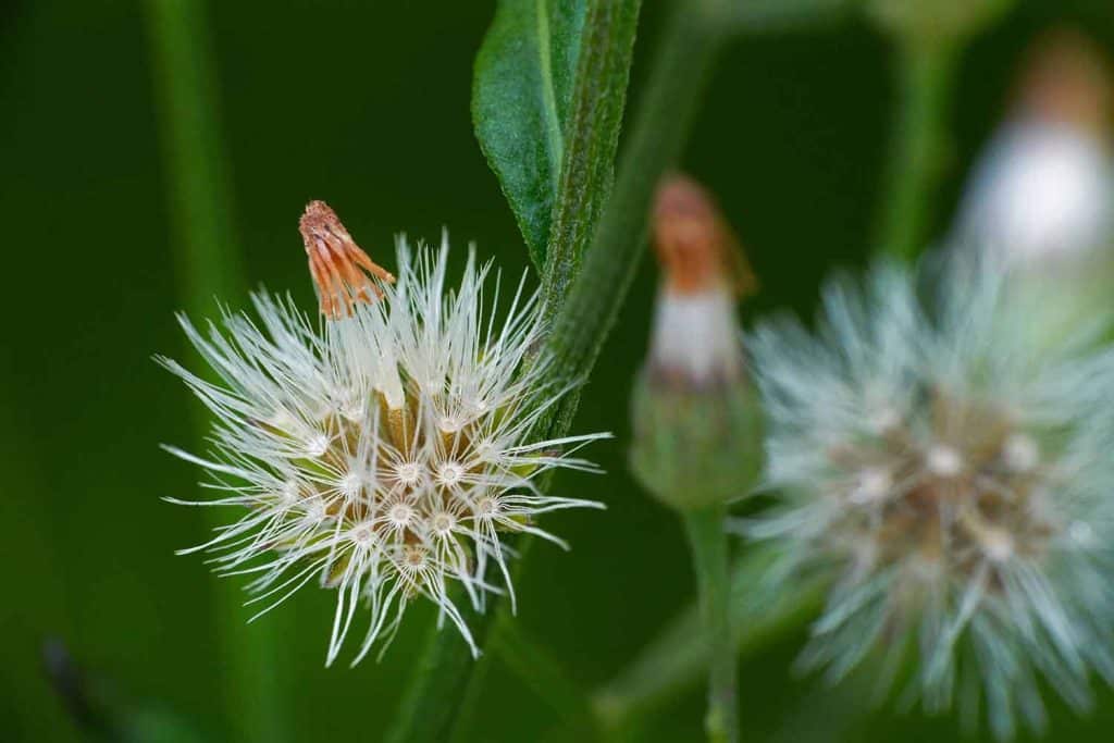 Identifying Asiatic Hawksbeard