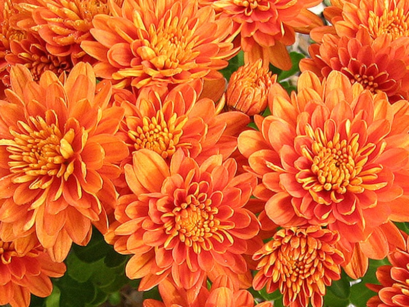 How To Care For Mums How To Care For Mums