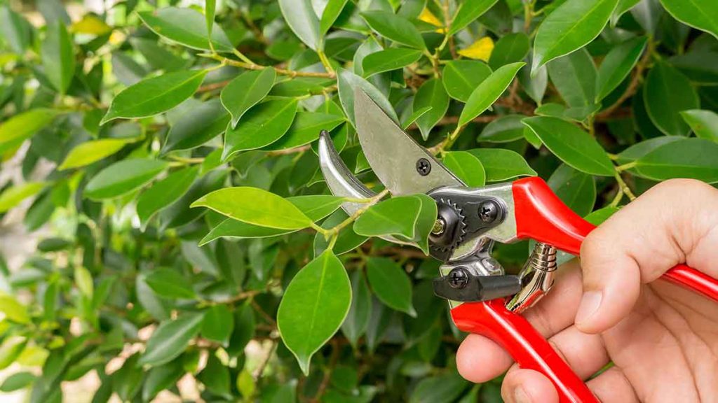 The Importance Of Pruning