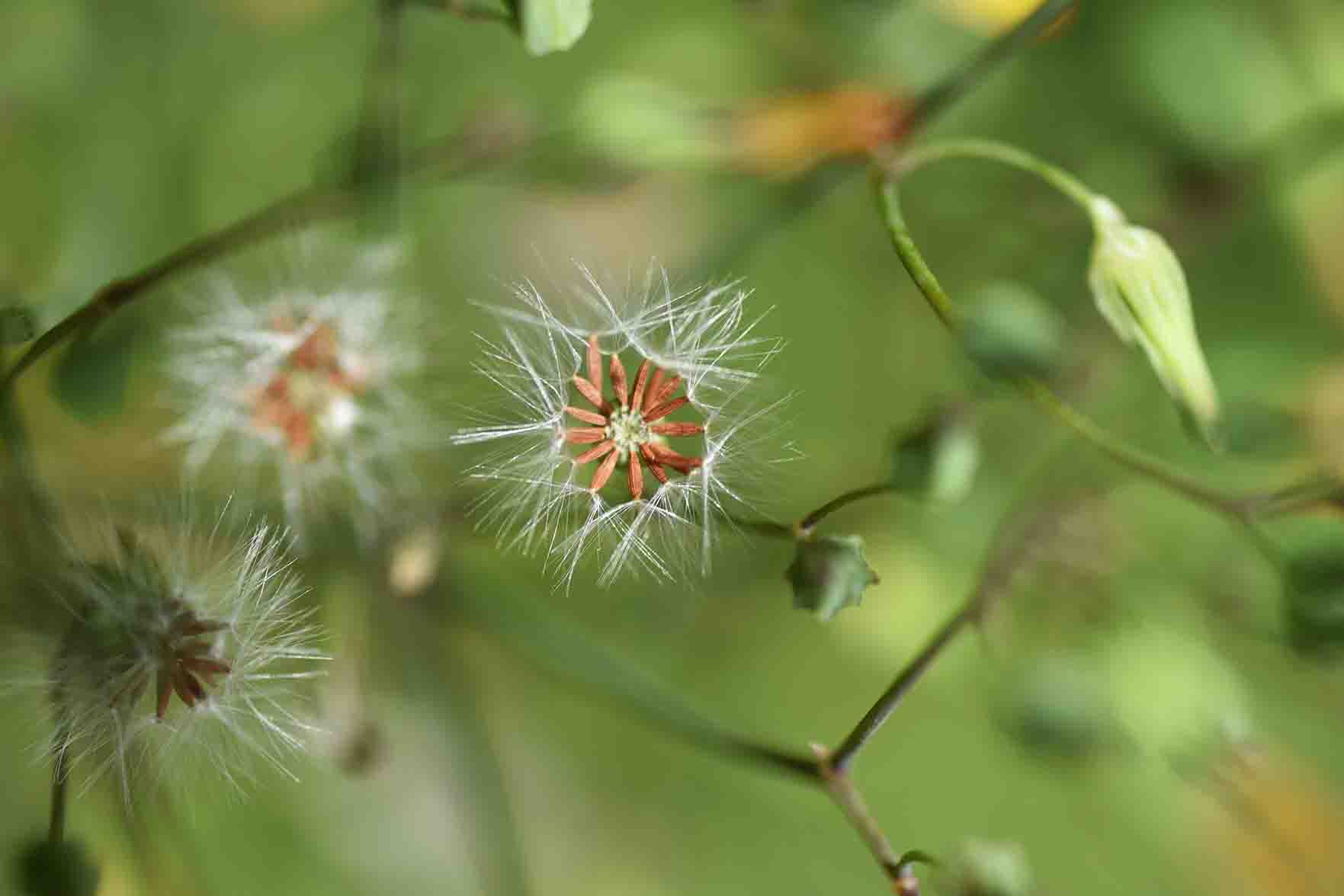 Identifying Asiatic Hawksbeard