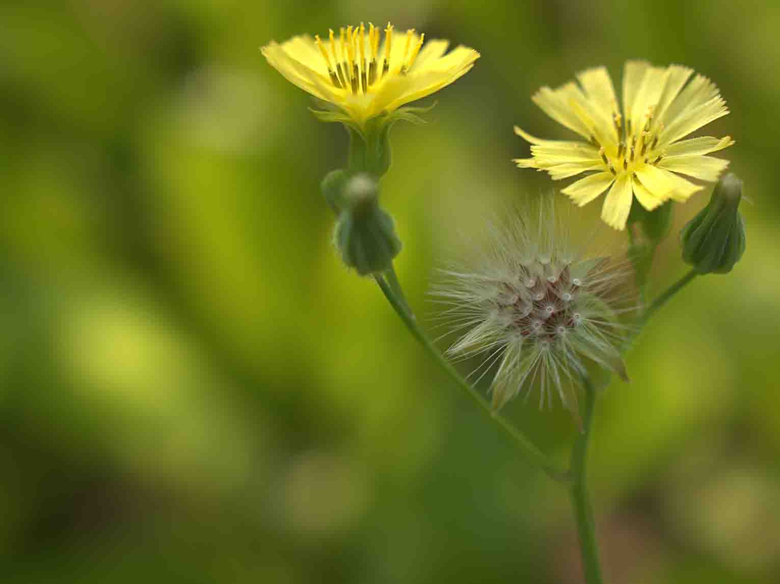 Identifying Asiatic Hawksbeard