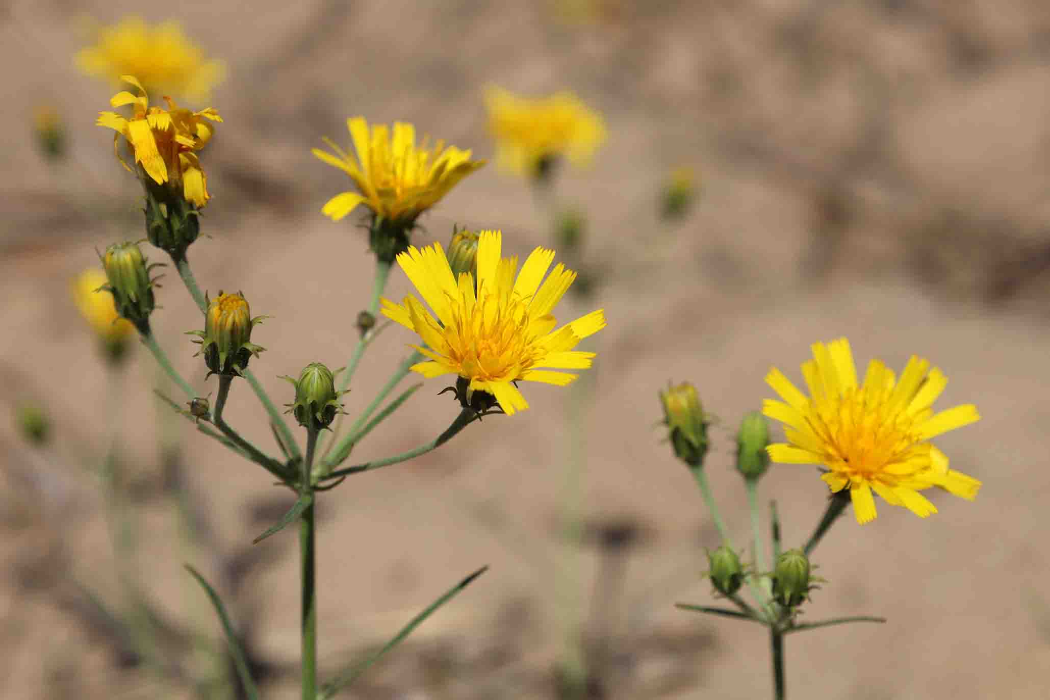Identifying Asiatic Hawksbeard