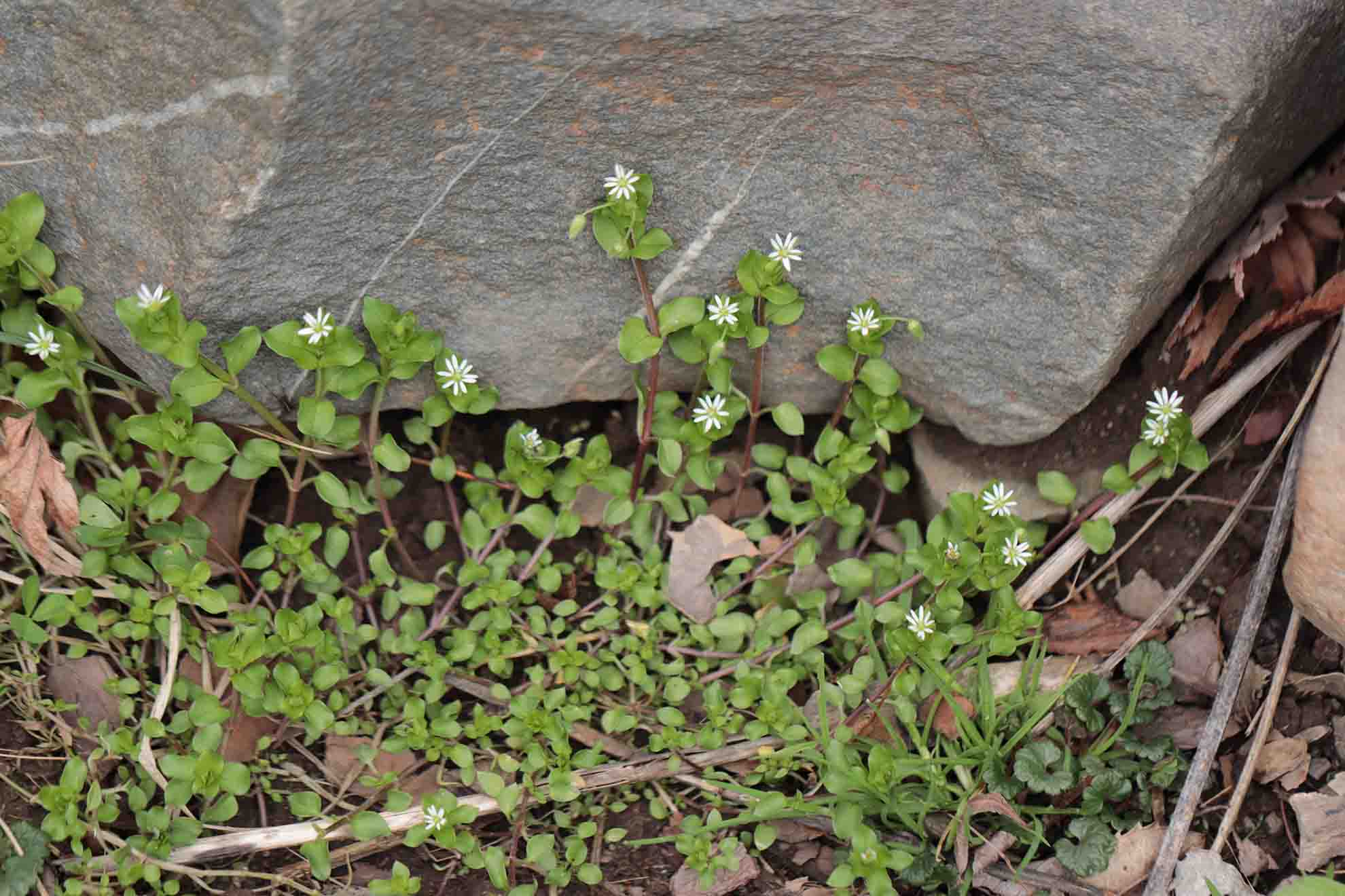 Identifying Chickweed