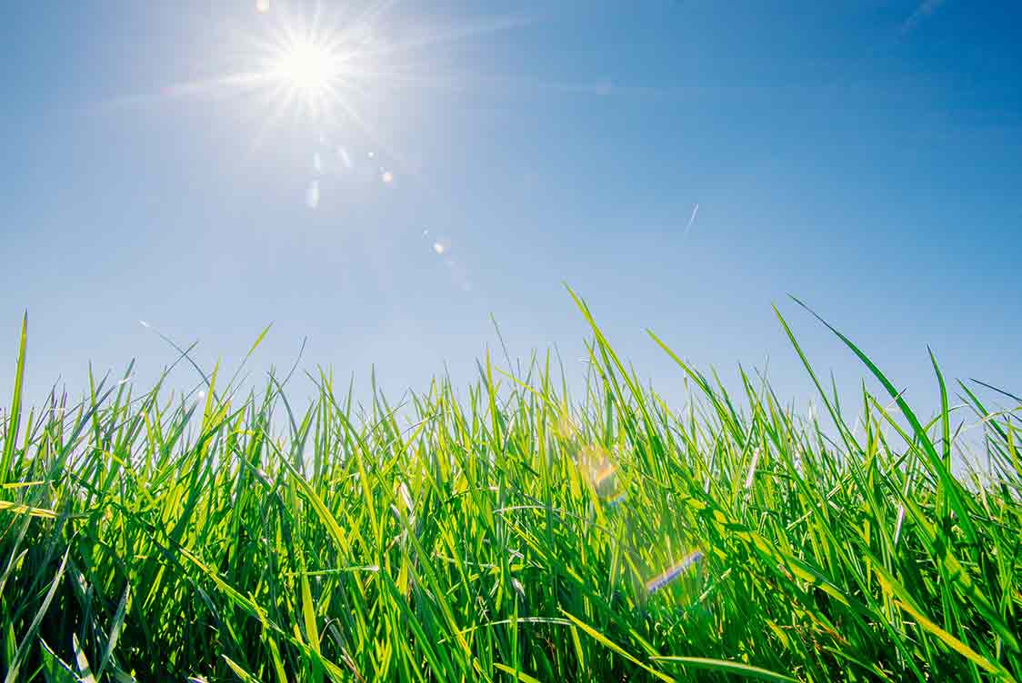 Identifying Goosegrass