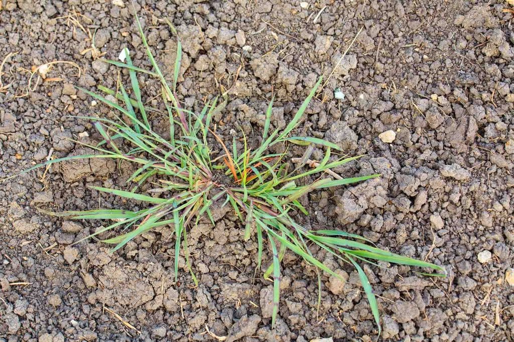 Identifying Crabgrass