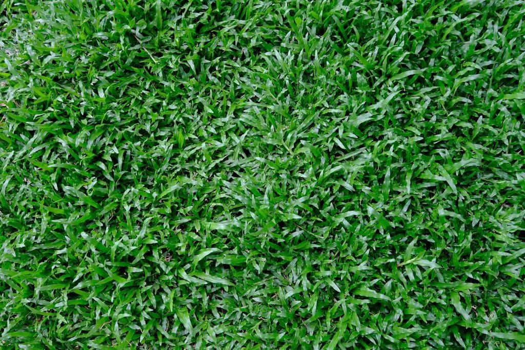 Most Common Grasses In Louisiana Lawns