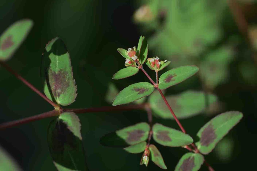 What Is Spotted Spurge?
