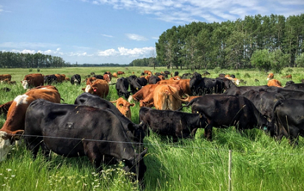 Regenerative Grazing