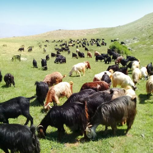 Explore the Finest Grass-Fed Goat Dairy - Go Baladi