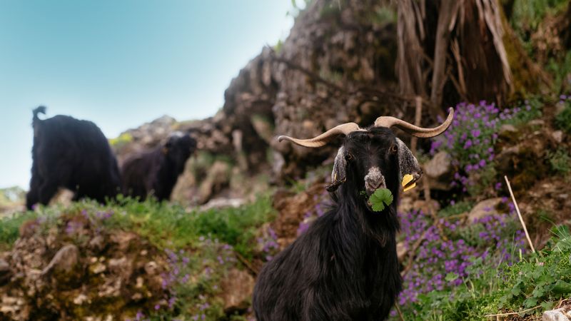 Explore the Finest Grass-Fed Goat Dairy - Go Baladi