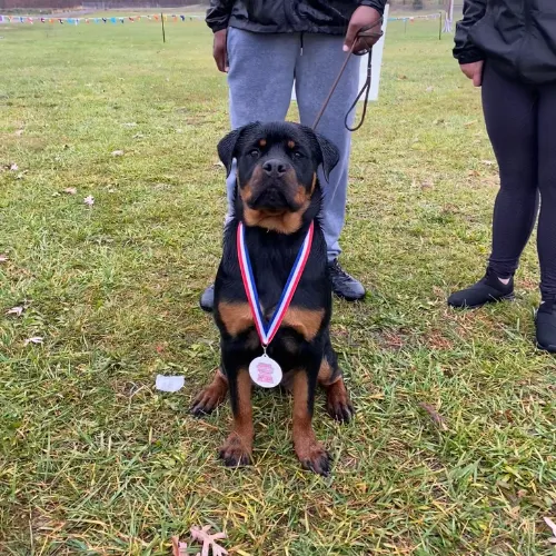 Von Haus Wilkerson Rottweilers