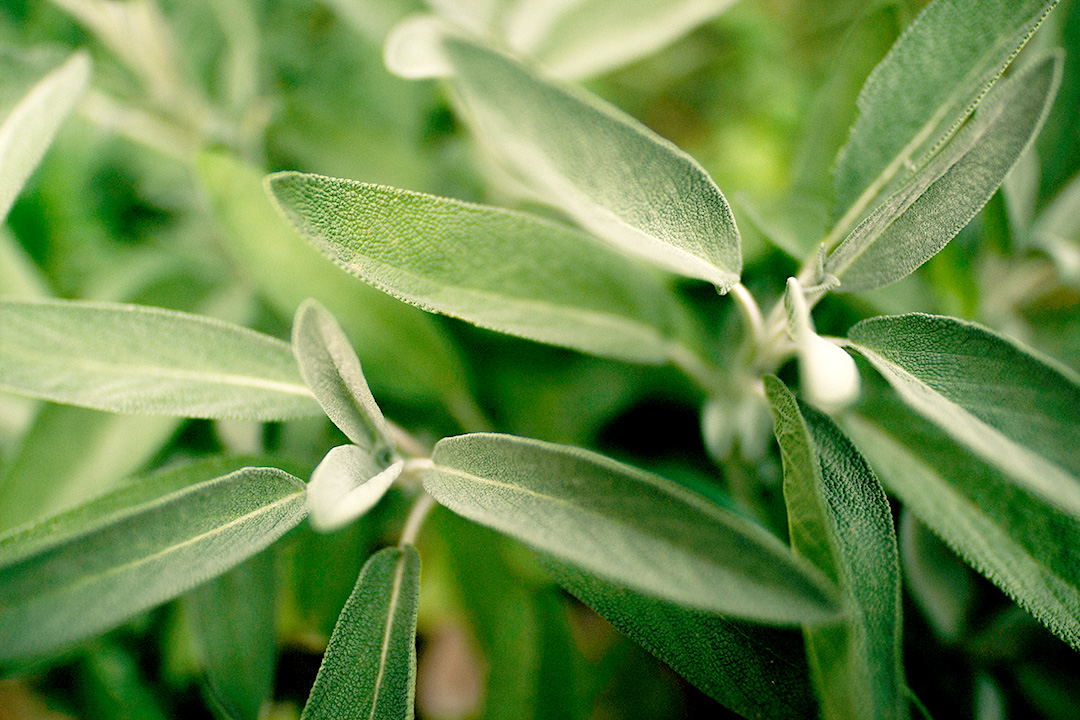 Who we are and our unique solution | Salvia BioElectronics