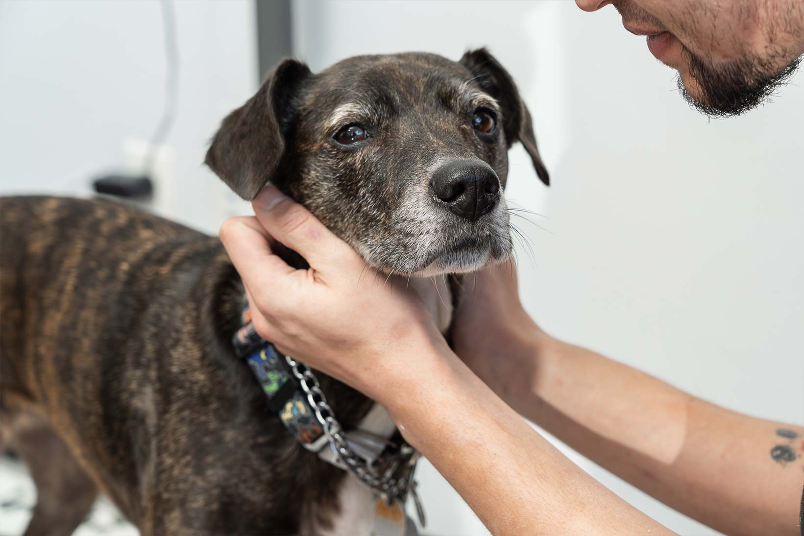 Express Vets in Holly Springs,GA: Quick & Effective Pet Behavior ...