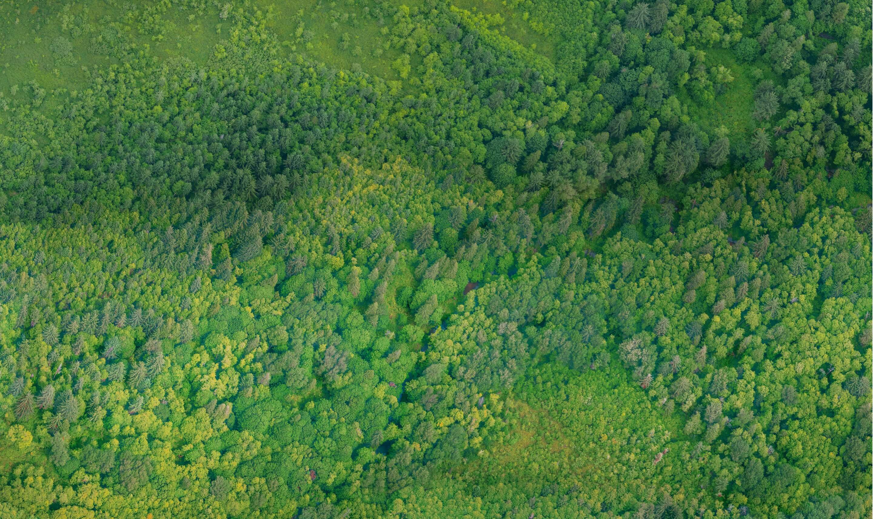 8 solutions pour agir contre la déforestation | Life ONG