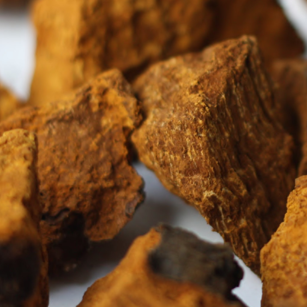 Chaga (Inonotus’ obliquus) Mushroom Dual Extract · Functional Mushrooms ...