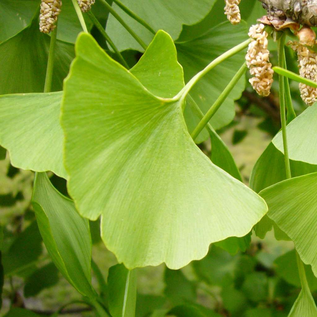 Ginkgo (Ginkgo biloba) Dual Extract · Herbs · Nutraway Science