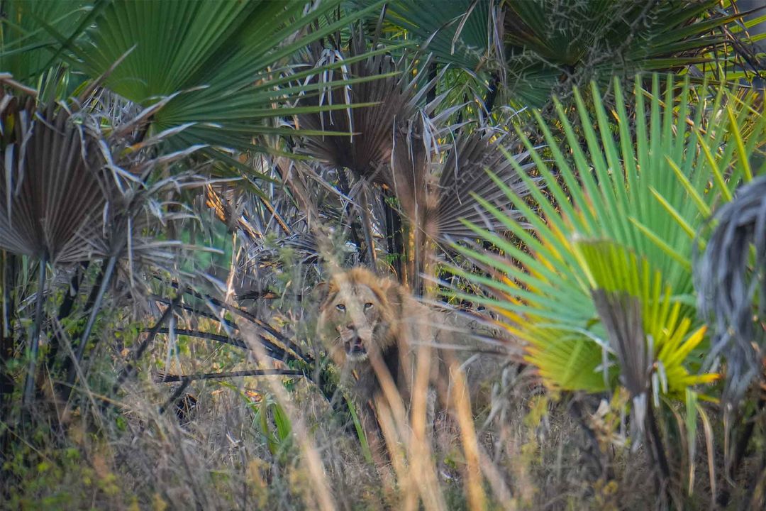 Ugalla South Game Reserve | Rungwa Game Safaris