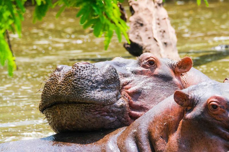 Ugalla South Game Reserve | Rungwa Game Safaris