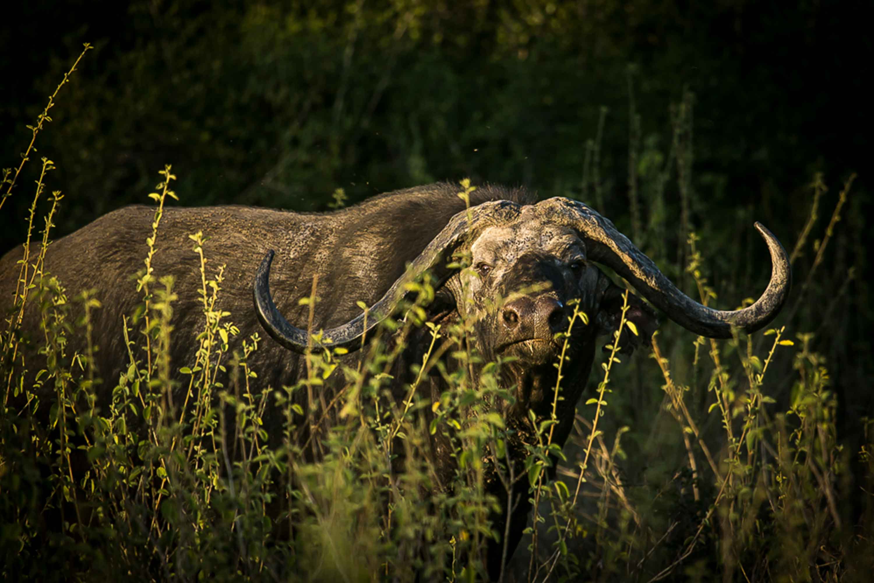 Maasailand | Rungwa Game Safaris