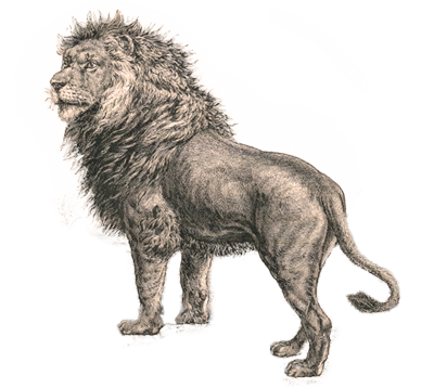 Rungwa South | Rungwa Game Safaris