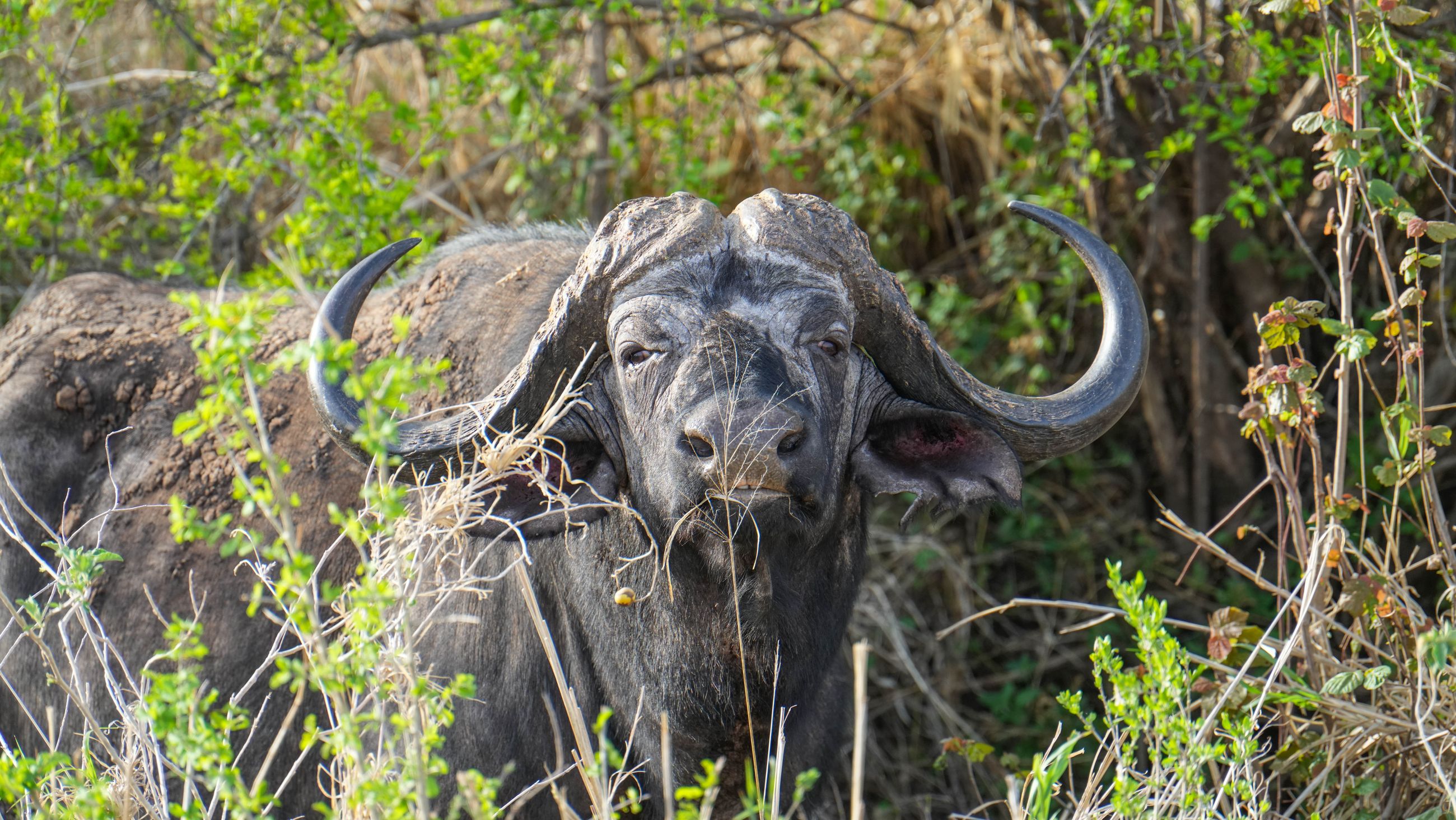 Maasailand | Rungwa Game Safaris