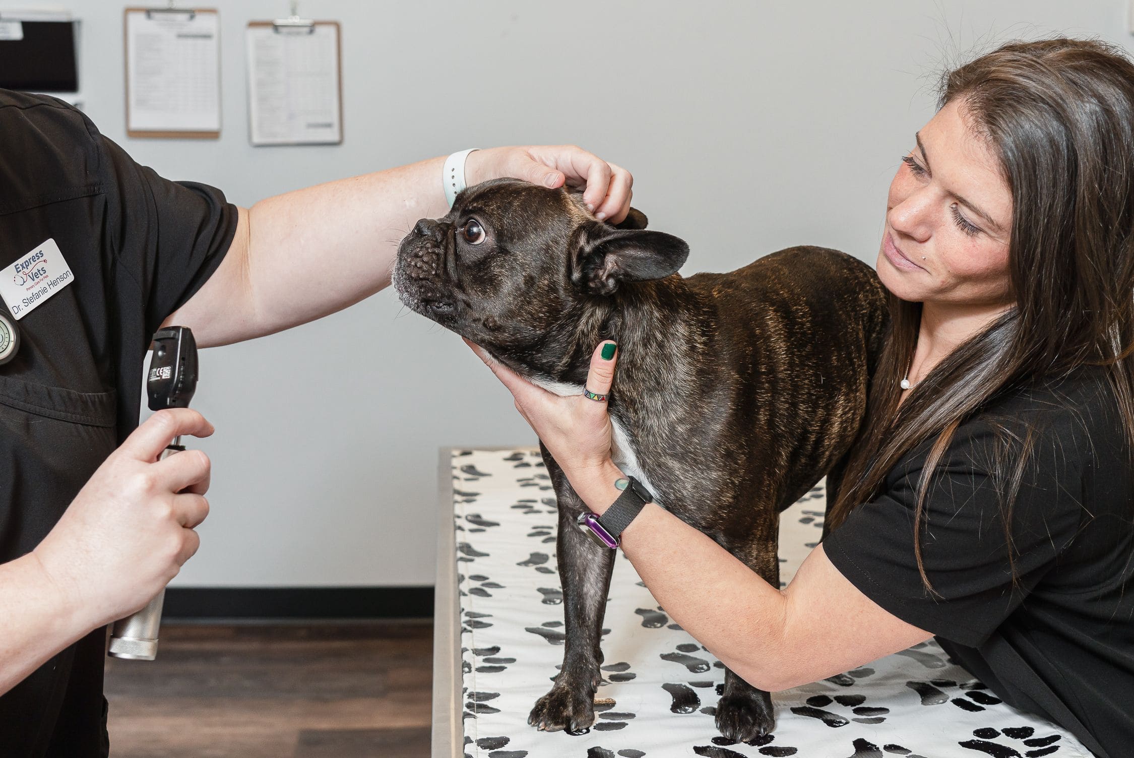 Express Vets in Kennesaw, GA: Quick & Effective Pet Behavior ...