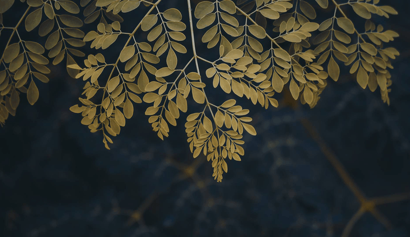 Meet Moringa, the Miracle Tree