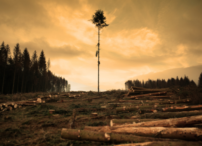 8 solutions pour agir contre la déforestation | Life ONG